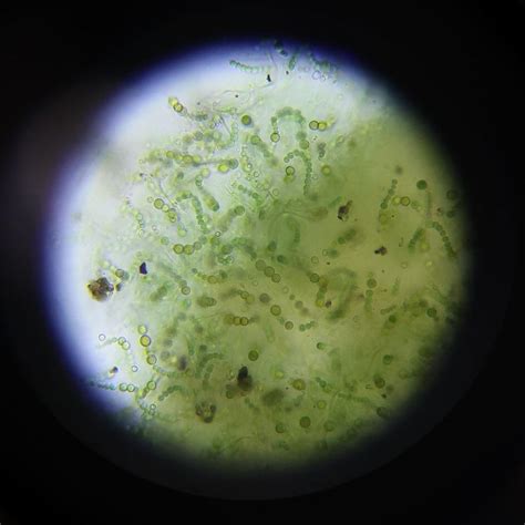Nostocales Cianobacteria Rmicroscopy