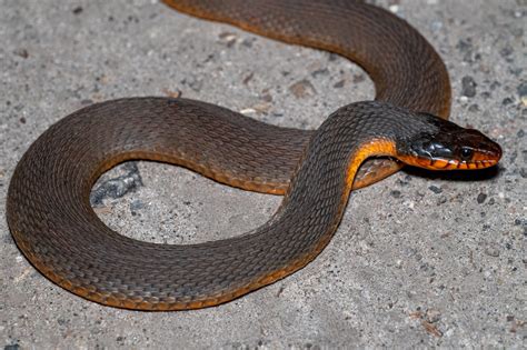 Plain Bellied Watersnake South Carolina Partners In Amphibian And Reptile Conservation