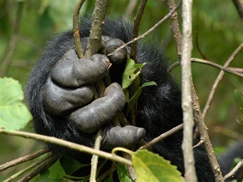 Rwanda Gorilla Trekking Cost And Price Of Gorilla Tours Eco Adventure