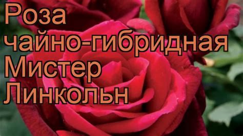 Роза чайно-гибридная Мистер Линкольн 🌿 обзор: как сажать, саженцы розы ...