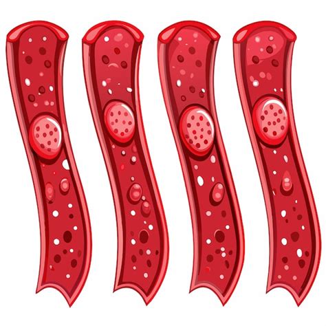 Blood Clot Diagram On A Isolated White Background 10 Premium Ai