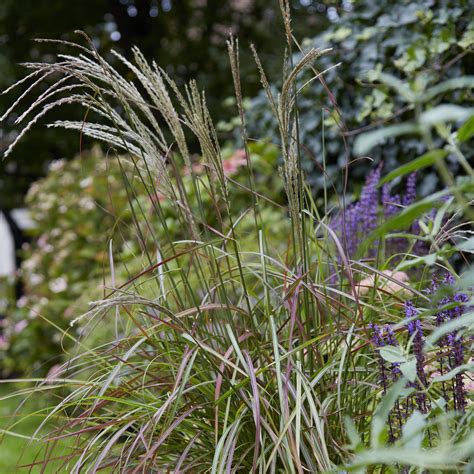 Miscanthus Sinensis Ruby Cute