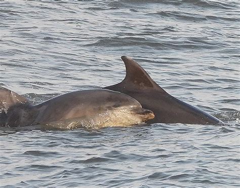 Dolphins Off Yorkshire This Morning Scarborough Porpoise