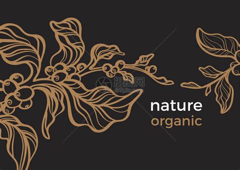 带有叶子和天然豆的咖啡现实分支的矢量热带模板有机食品种植园剪影素描艺术线植物插图在黑插画图片下载 正版图片402354598 摄图网
