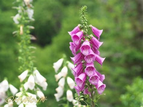 ジギタリス広島市植物公園 夢楽の風まかせ