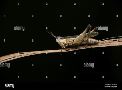 Schistocerca Nitens Is A Species Of Grasshopper Known By Several Names