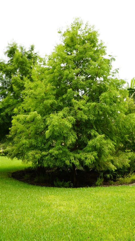 Bald Cypress Colibri Nursery