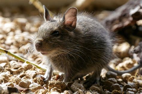 Pest Control Techniques Infographic Photo Remodeling Analysis