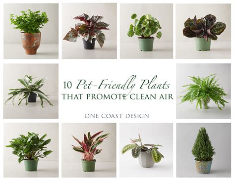10 Houseplants That Clean The Air Urban Planters