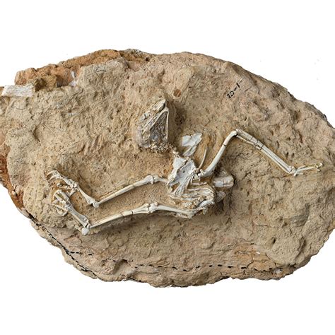 Fossil Owl