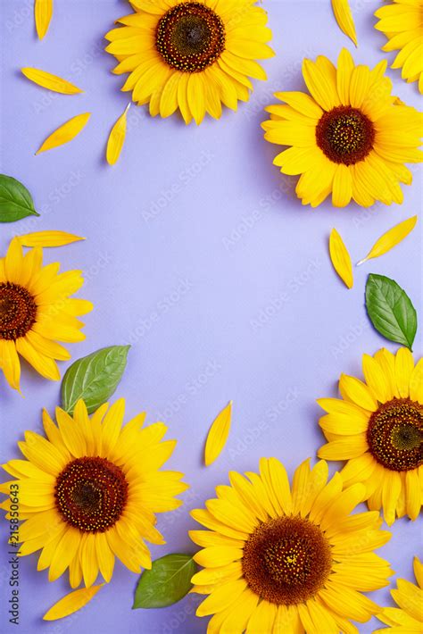 Sunflower Pattern Background On A Purple Background Viewed From Above