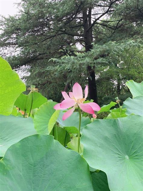 众生平等的真正含义 知乎