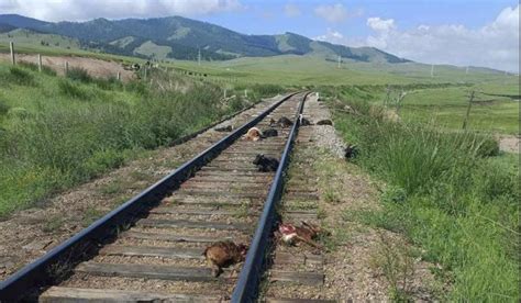 Олон тооны ямаа төмөр замын хориг хашаанд орж галт тэргэнд дайрагджээ