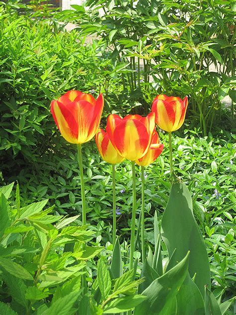 Antoinette Tulip Tulipa Antoinette In Lake Bluff Forest