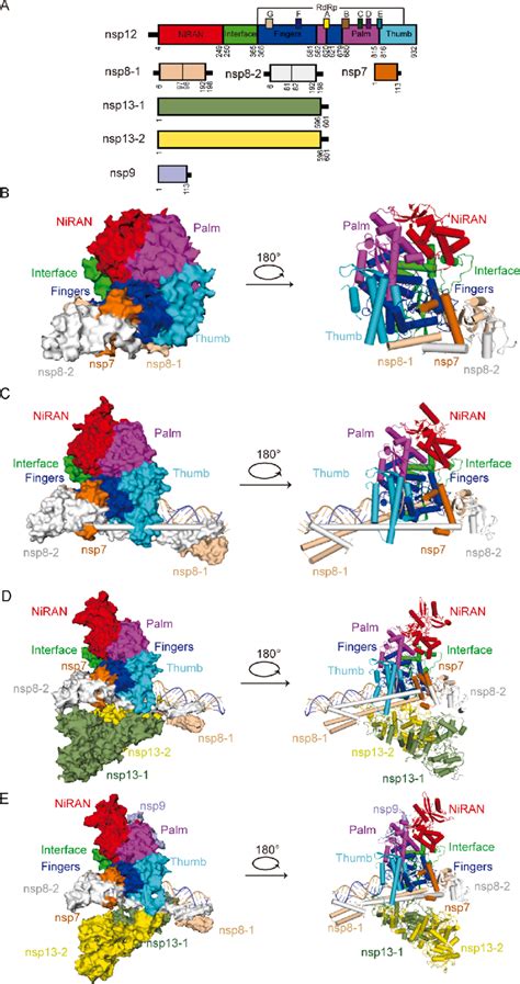 Structure Of Sars Cov 2 Replication Transcription Complex Rtc A The