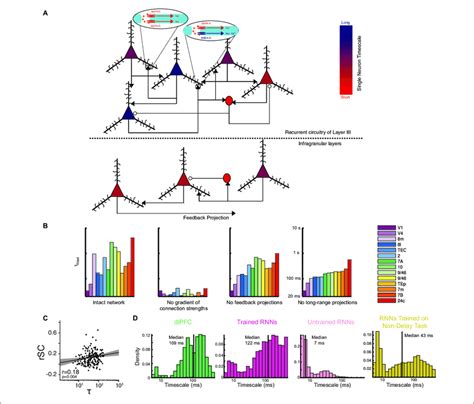 Anatomical And Biophysical Basis Of Neuronal Timescales A Download Scientific Diagram