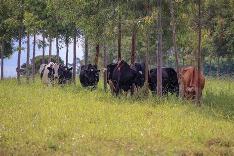 Embrapa Realiza Leilão De Ovinos E Bovinos Em São Carlos Sp