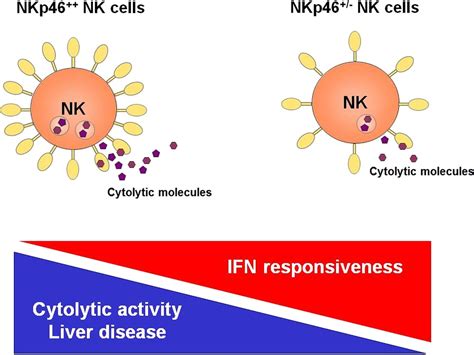 Nkp46 Expression On Nk Cells As A Biomarker For Liver Pathology And