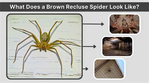 What Does A Brown Recluse Spider Look Like Identification