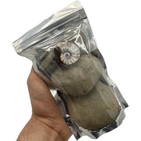 Large Ammonite Nodules X2 Ammonite Fossil Whitby North Yorkshire Ju