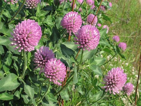 ♣핑크 클로버꽃♣