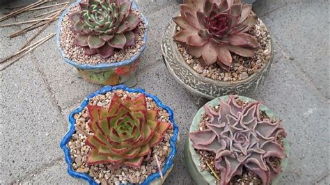 다육이겨울관리 오랫동안 쭈글이들 이런방법으로 Youtube