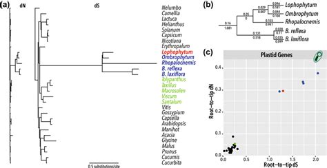 Evolutionary Rate Estimations Of Plastid Concatenated Genes Accd