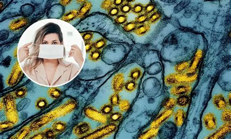 Una Mutación Del Virus H5n1 De La Gripe Aviar Desencadenaría Una