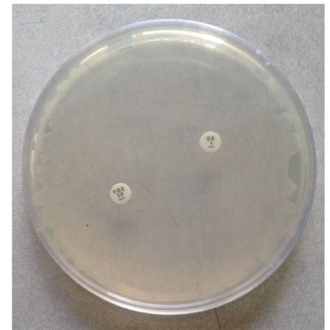 Coagulase Positive Staphylococcus Aureus Download Scientific Diagram