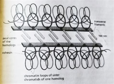 Prophase 1 Biologyislove