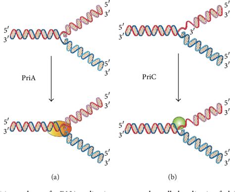 Figure 5 From Structural Insight Into The Dna Binding Mode Of The