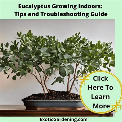 Eucalyptus Growing Indoors Tips And Troubleshooting Guide Exotic Gardening