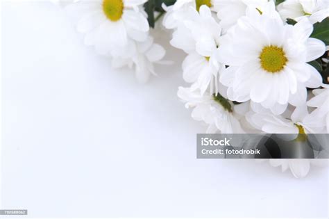 데이지는 종종 노란색에서 영혼을 가진 데이지와 유사한 꽃잎과 아름 다운 꽃입니다 개화에 대한 스톡 사진 및 기타 이미지 개화