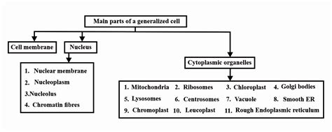 Structure Of A Generalized Cell