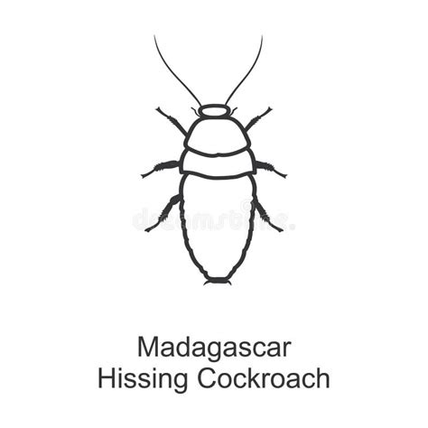 Madagascar Cockroach Stock Illustrations 59 Madagascar Cockroach