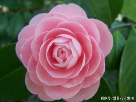 茶花何以得到古代文人墨客的青睐？看看它们的颜值就明白了！百科ta说
