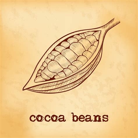 Vruchten Van Chocoladeboom In Een Snede Met Cacaobonen Theobroma Cacao