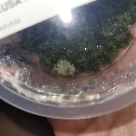 Dying Mini Pellia Riccardia Chamedryfolia R Plantedtank