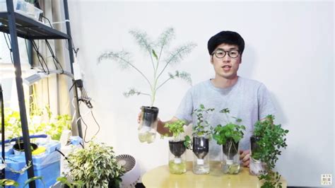 野菜の再生栽培は元気に育ったのかリボベジは成功か失敗か やさいガーデン