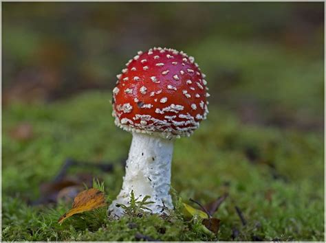 Fly Agaric Amanita Muscaria Stuffed Mushrooms