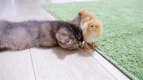 Looking Back On How Kitten Kiki Met Tiny Chicks One News Page Video