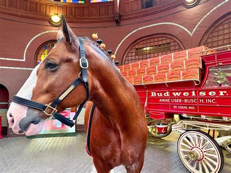 10 Things You Didnt Know About The Budweiser Clydesdales