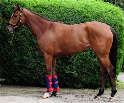 オークスg1馬体診断写真集競馬・レースデイリースポーツ Online