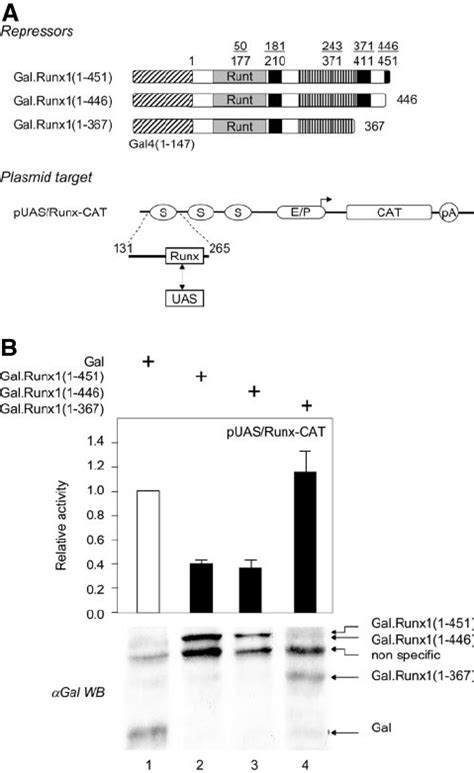 Runx1 Represses Transcription In The Context Of The Cd4 Silencer In Download Scientific Diagram