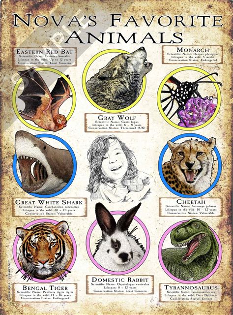 Seahorses Of The World Poster Print