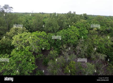 Aerial View Of The Sundarbans A Unesco World Heritage Site And A
