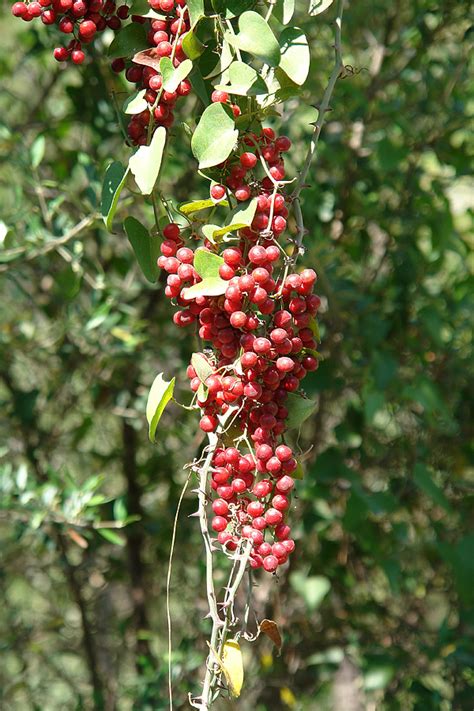 Smilax excelsa - Изображение особи - Плантариум