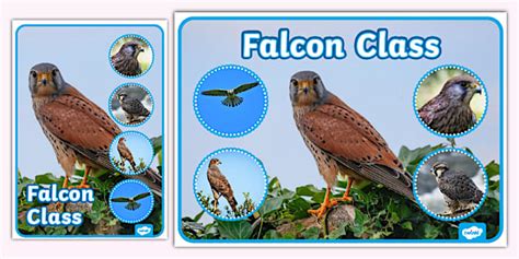 Falcon Class Photo Poster Ks1 Teacher Made Twinkl