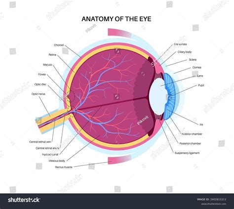 Eye Anatomy Poster Structure Human Eye Stock Vector Royalty Free