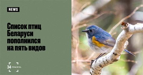 Список птиц Беларуси пополнился на пять видов